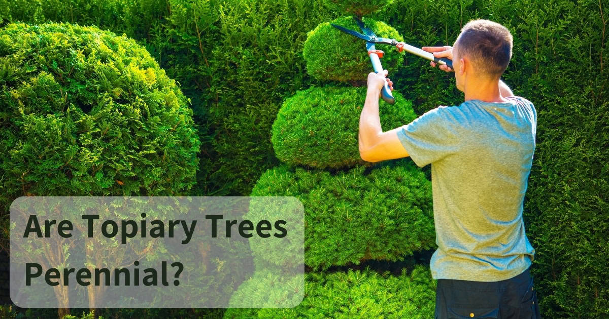 Are Topiary Trees Perennial? | Gardening Insights