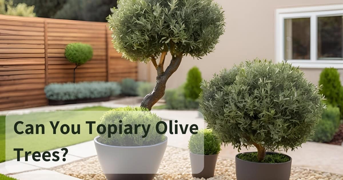 Topiary Trees - Topiary Trees